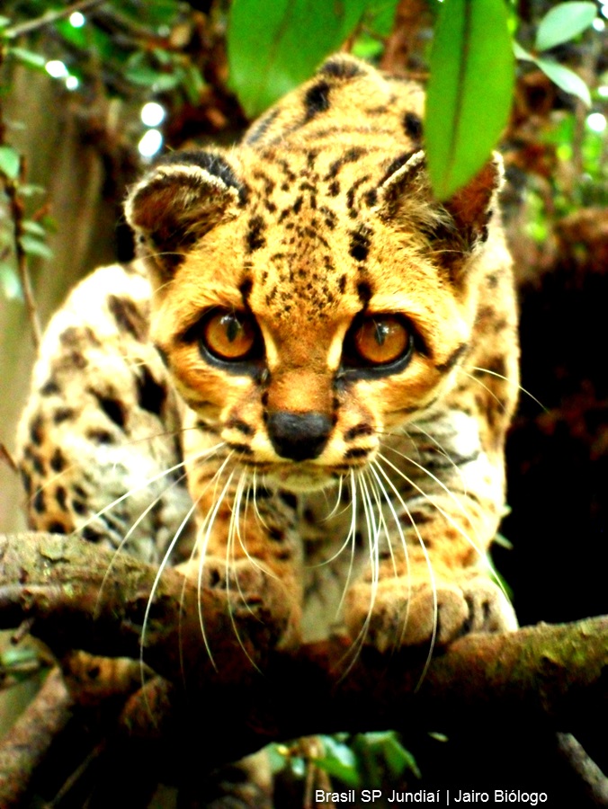 Fauna | Fundação Serra do Japi