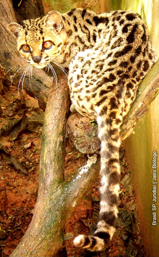 Fauna | Fundação Serra do Japi
