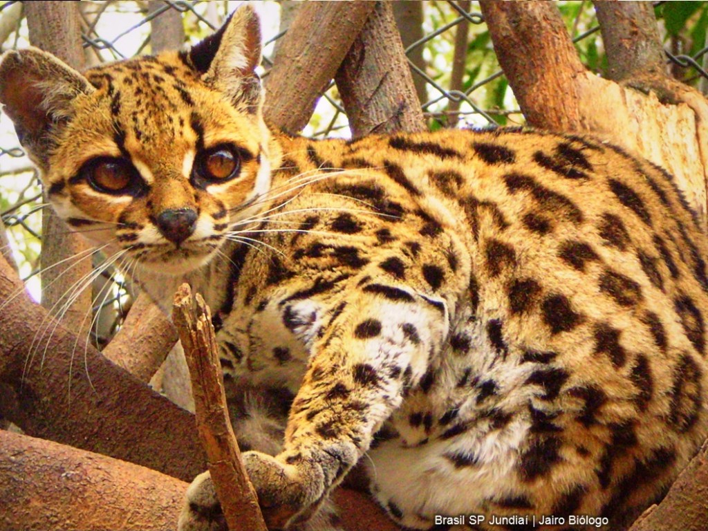 Fauna | Fundação Serra do Japi