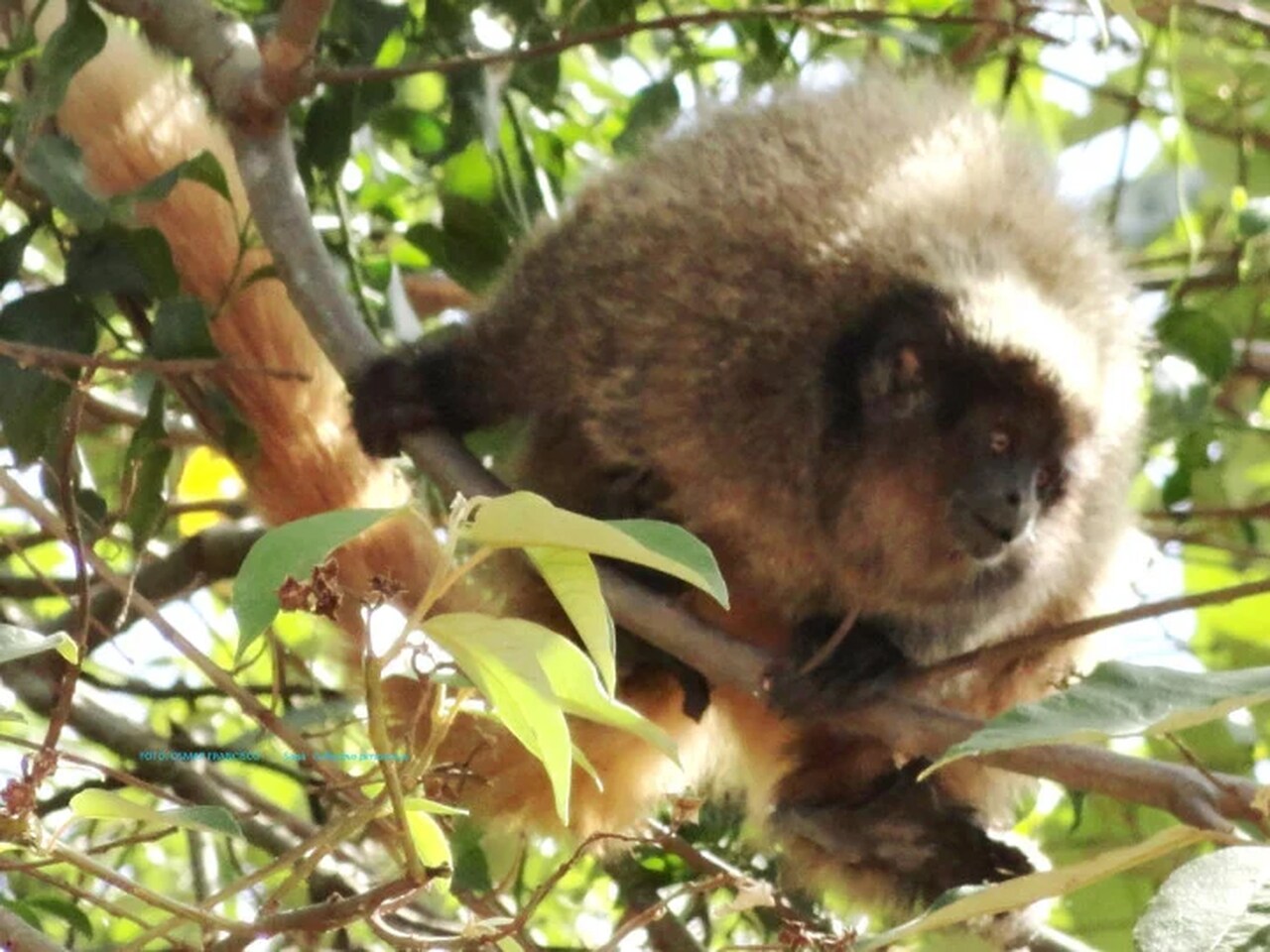 Onde estão os MACACOS SAUÁ? | Fundação Serra do Japi